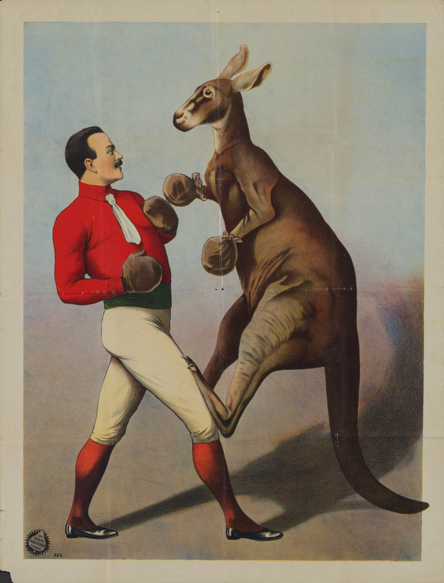 Can a Person Beat a Kangaroo in a Fight? A Comprehensive Analysis ...